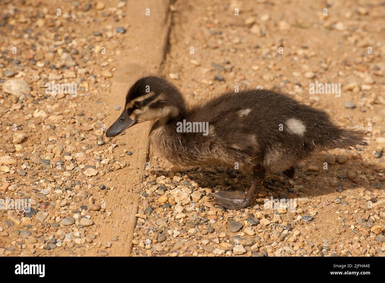 Duck grit hi-res stock photography and images - Alamy