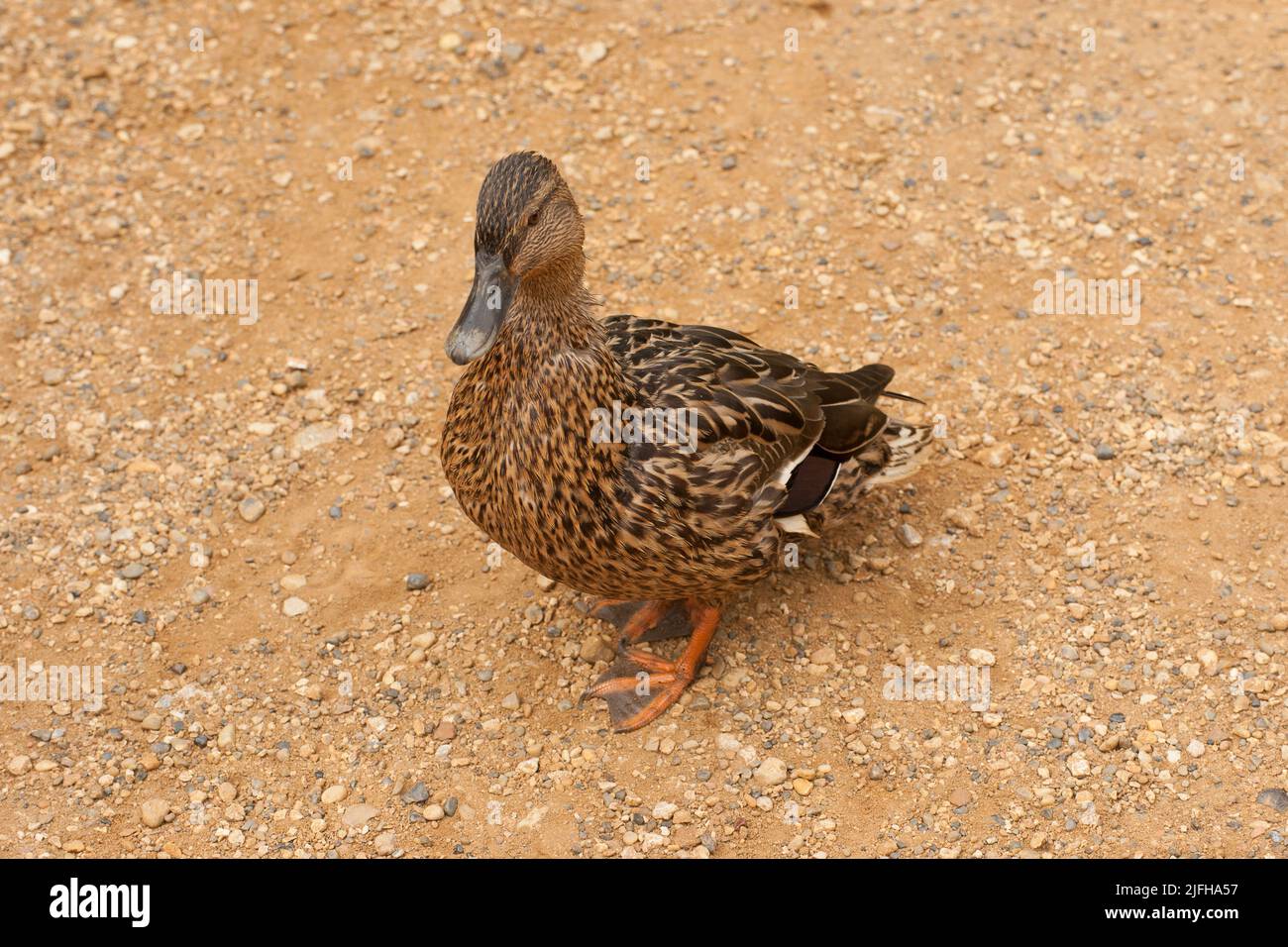 Duck grit hi-res stock photography and images - Alamy