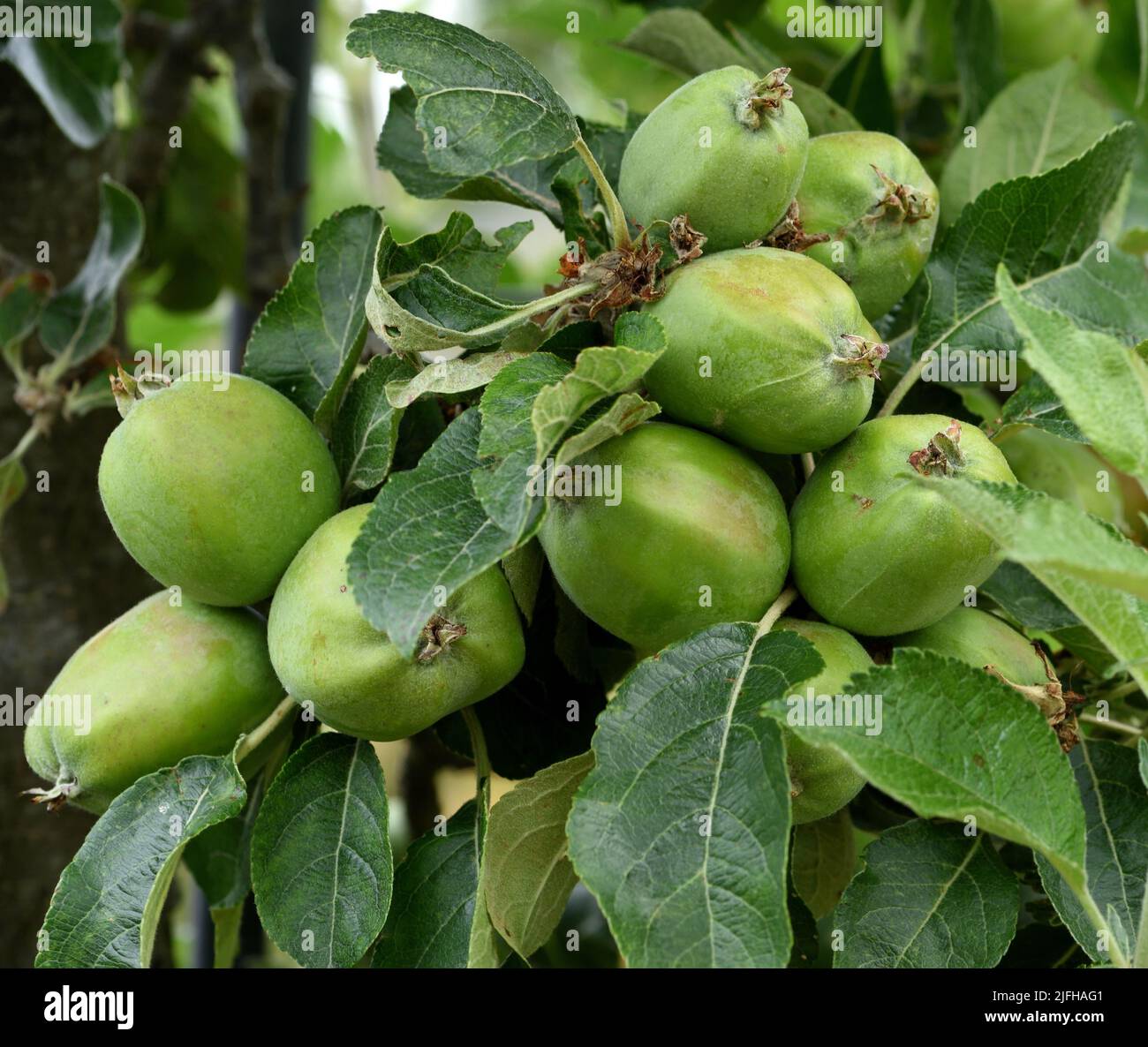 Young fruit of malus domestica Keswick Codlin Stock Photo - Alamy