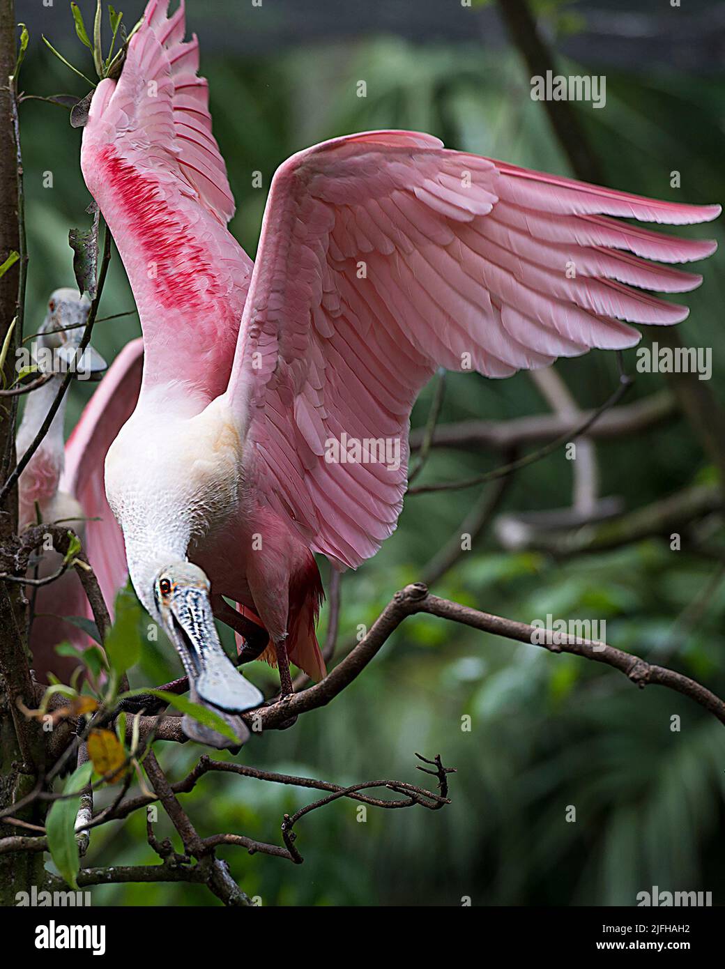 Roseate Spoonbill perched on a tree branch with spread wings its ...