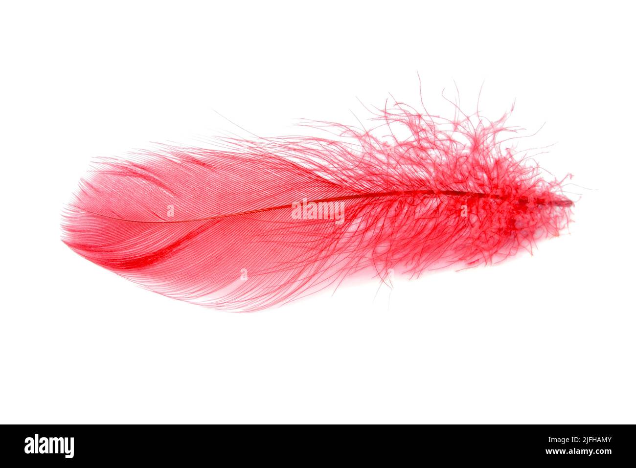 Elegant fluffy feather colorful isolated on the white background Stock ...