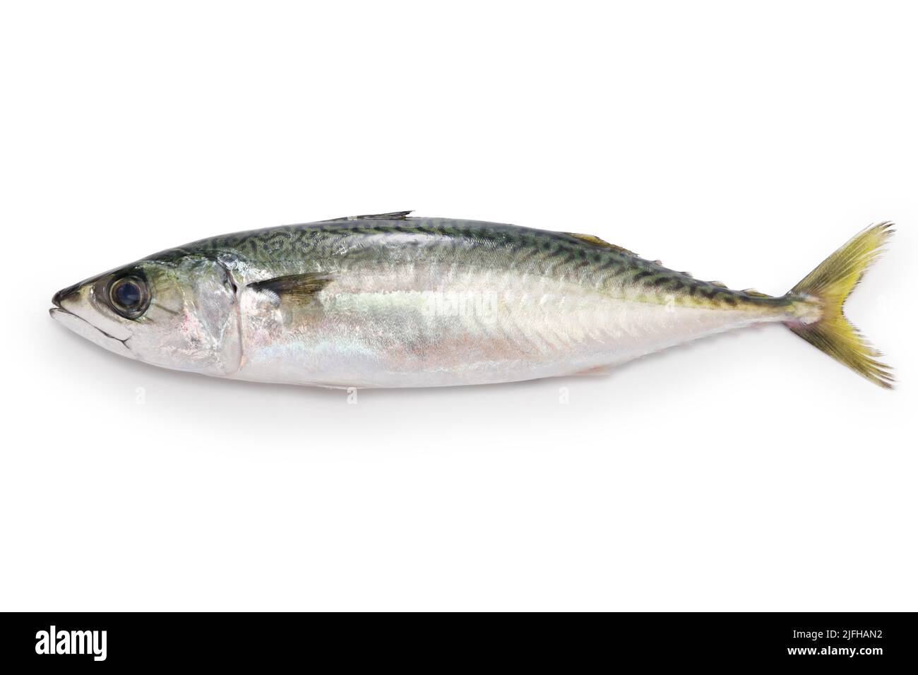 Mackerel isolated on white hi-res stock photography and images - Alamy