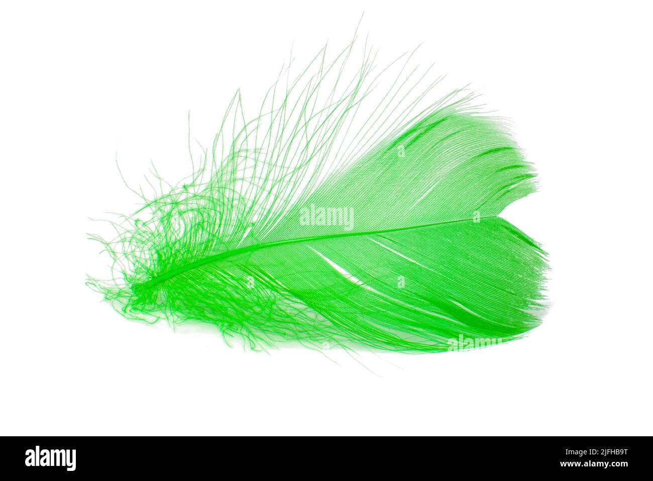 Elegant feather fluffy soft isolated on the white background Stock ...