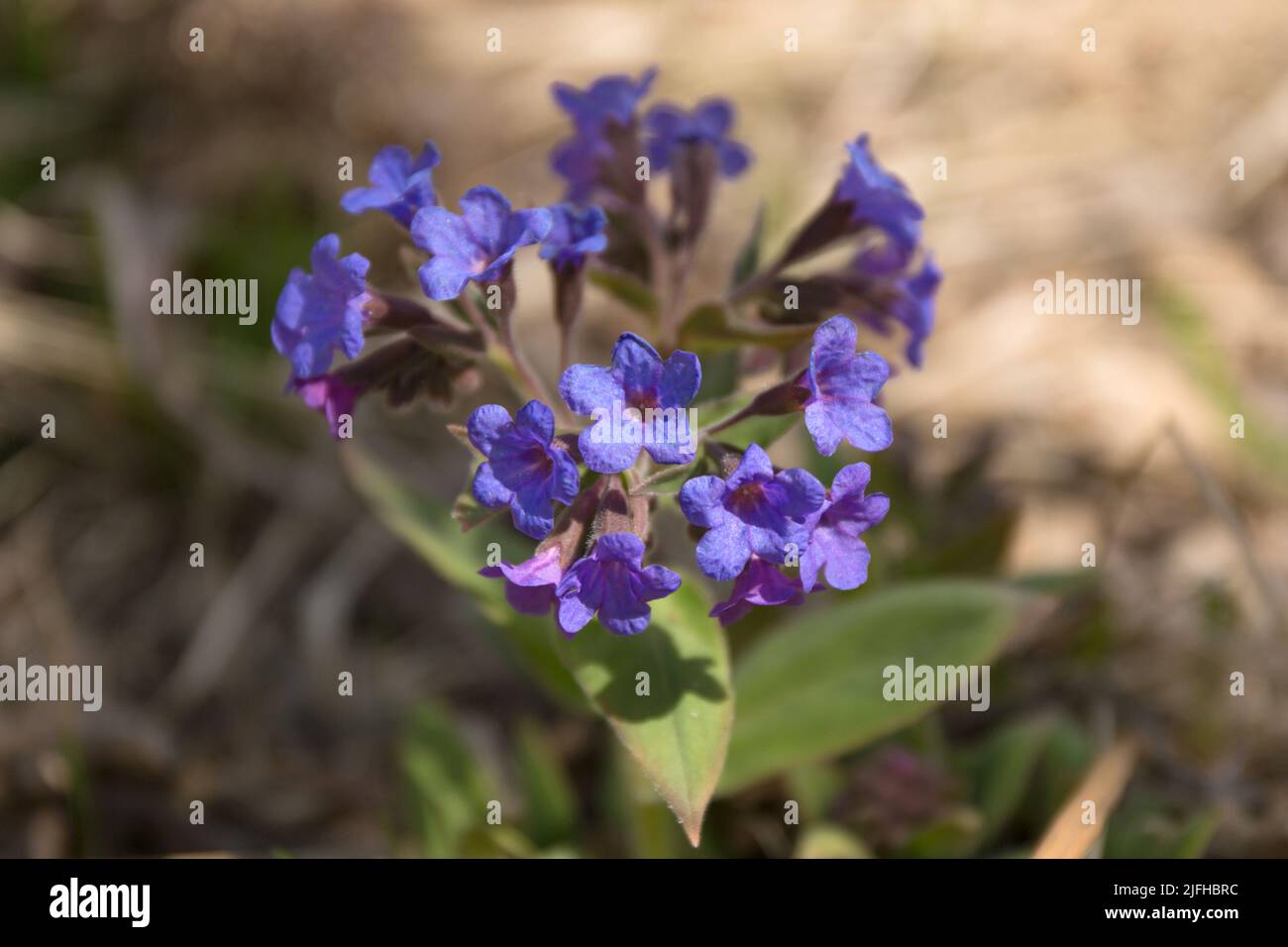 Lungwort blue flowers on blur background. Pulmonaria plant close up ...