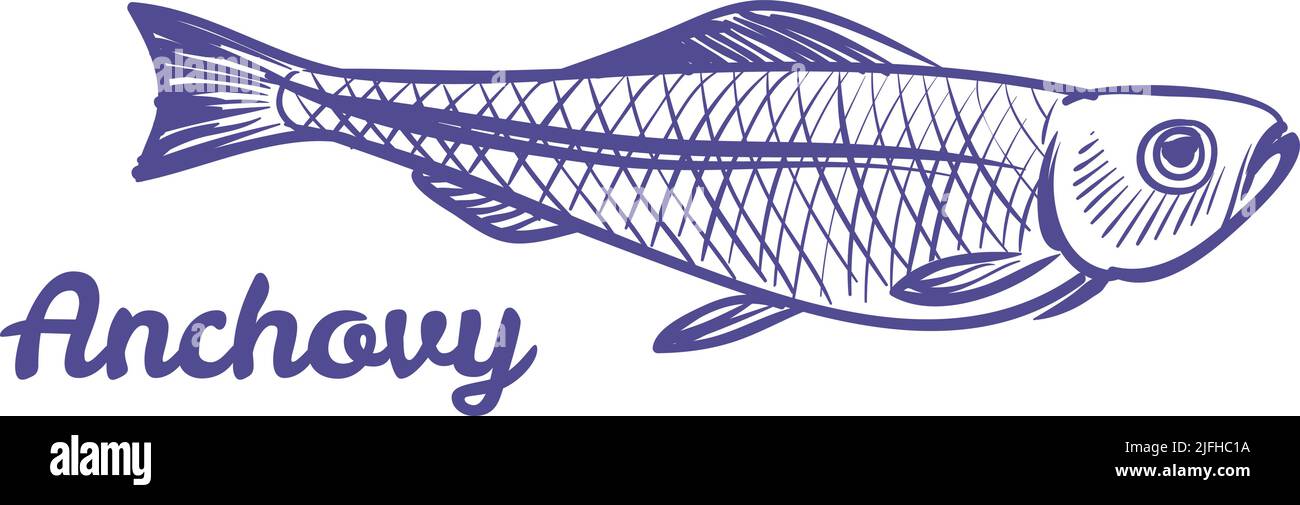 Anchovy fish illustration sketch hi-res stock photography and images ...