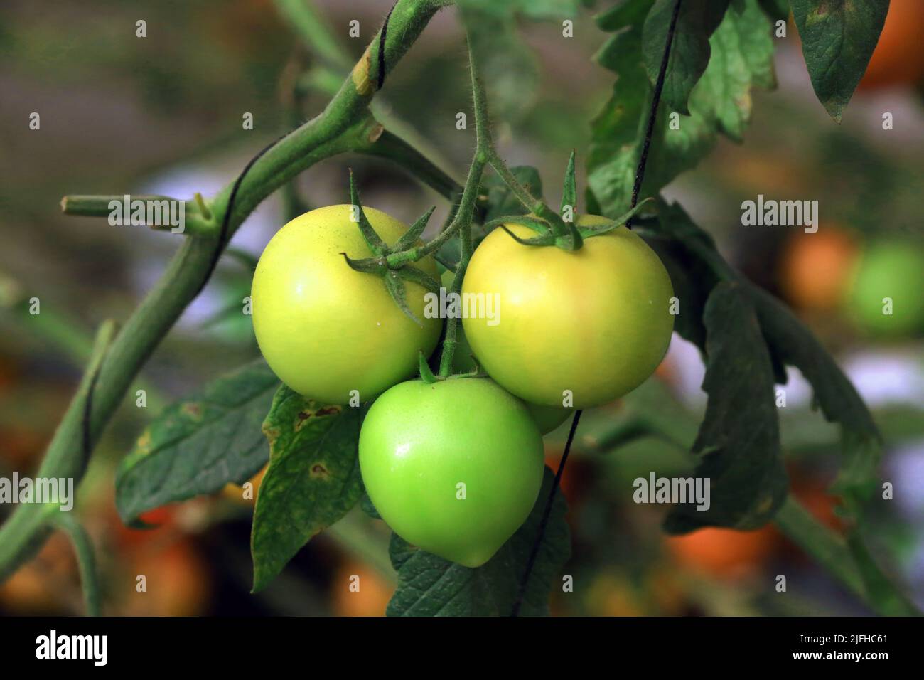 Season in qatar hi-res stock photography and images - Alamy