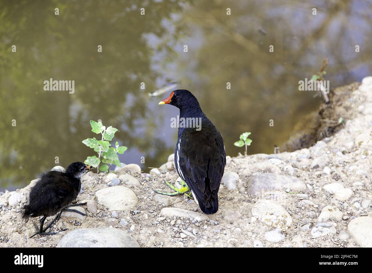 Detail of wild birds in nature, wild fauna Stock Photo - Alamy