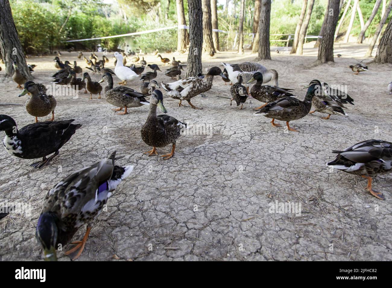 Detail of wild birds in nature, life and environment Stock Photo - Alamy
