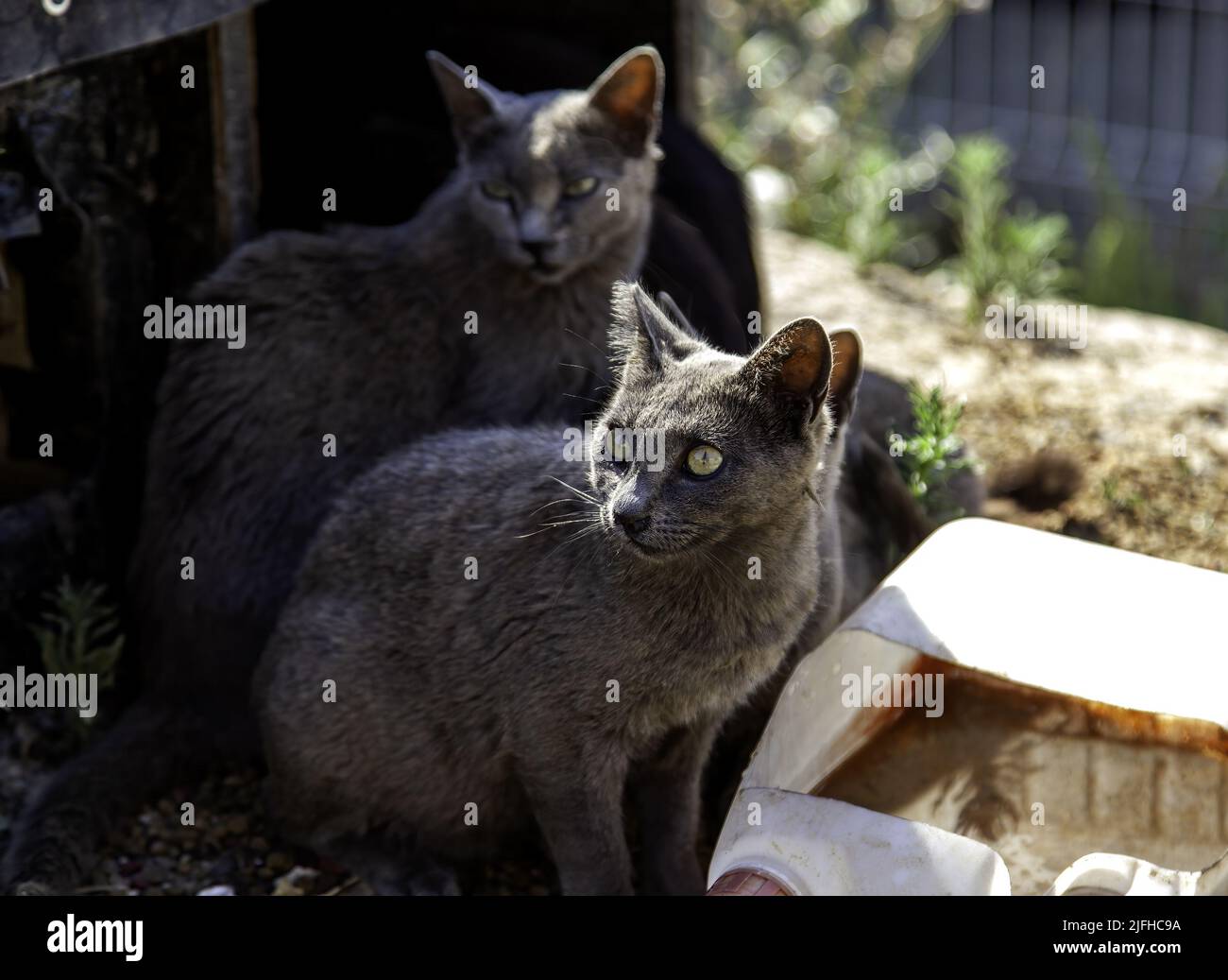 Homeless kitty hi-res stock photography and images - Alamy