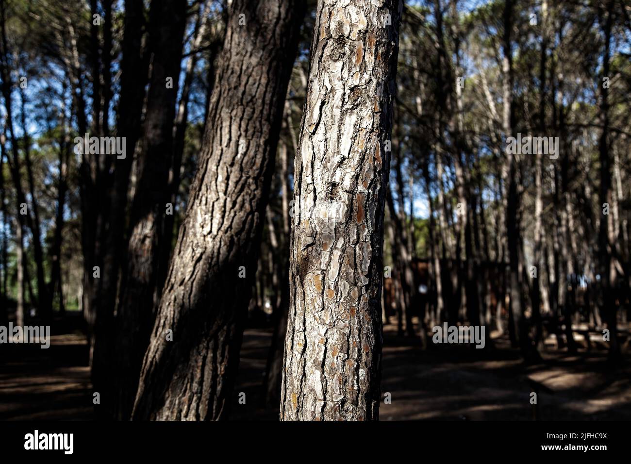 Detail of trees in nature, environment and life Stock Photo - Alamy