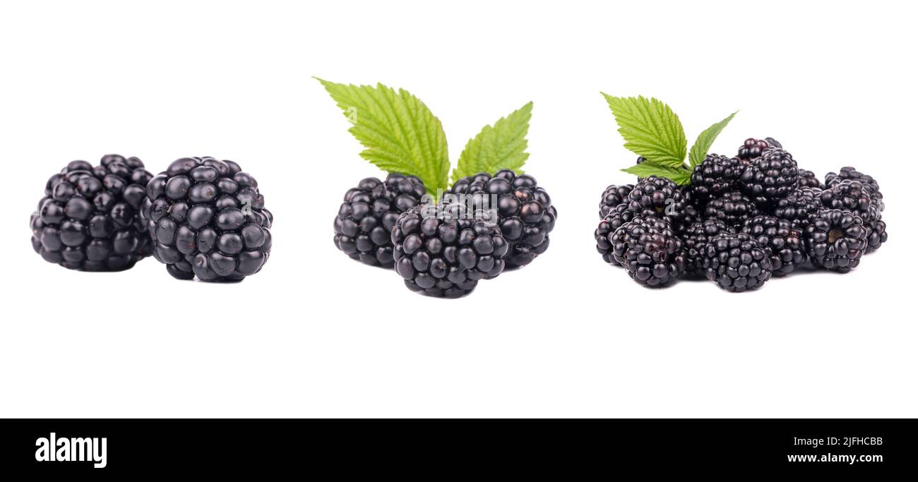 Ripe blackberry isolated on white background with clipping path. Fresh ...