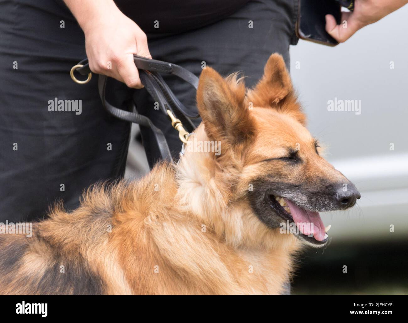 British transport police dog section hi-res stock photography and ...