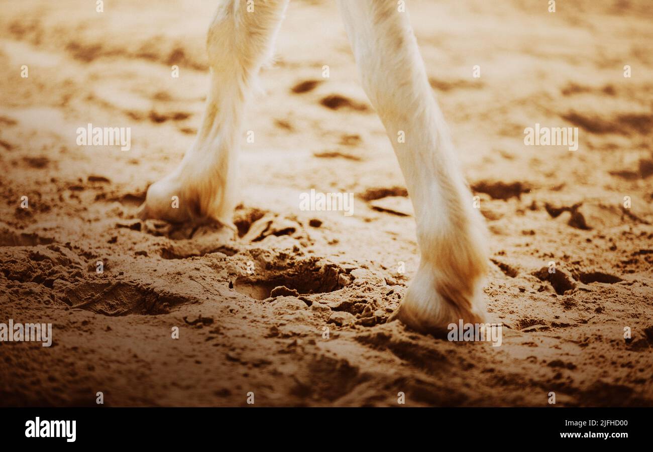 The feet of a white horse tread on the sand on the beach, illuminated ...