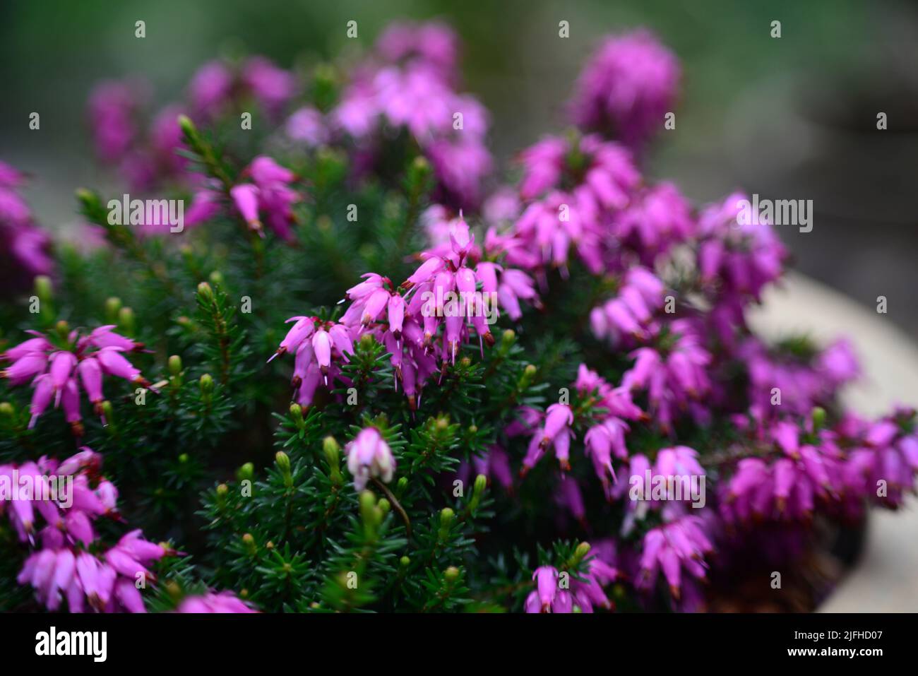 Purple erica hi-res stock photography and images - Alamy