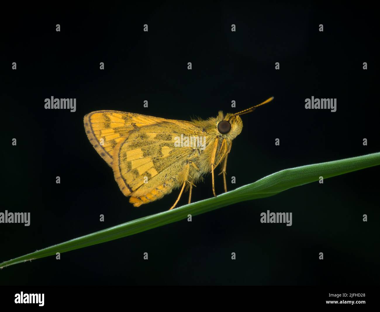 Small grass yellow butterflies hi-res stock photography and images - Alamy