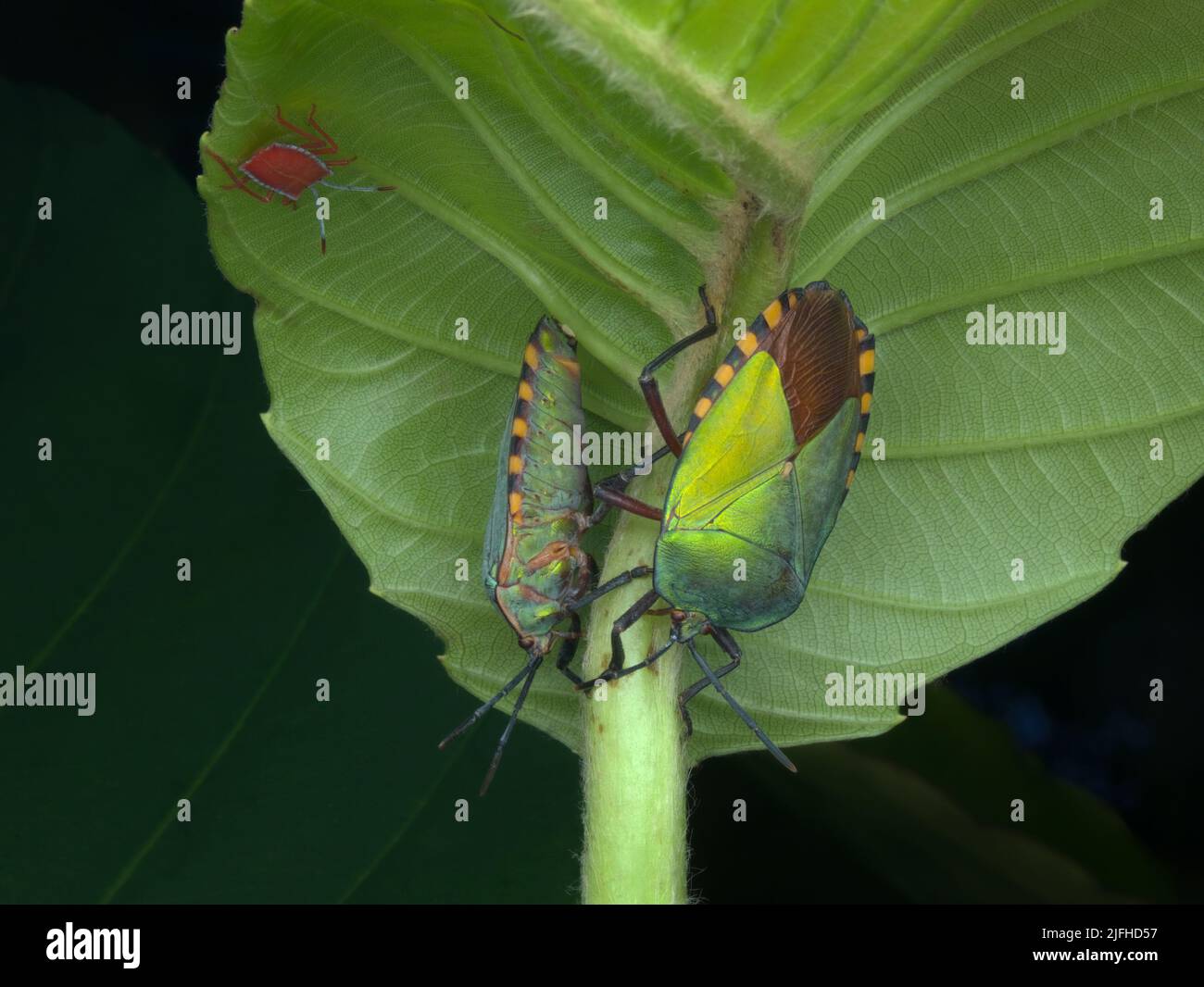 Ready for mating hi-res stock photography and images - Alamy