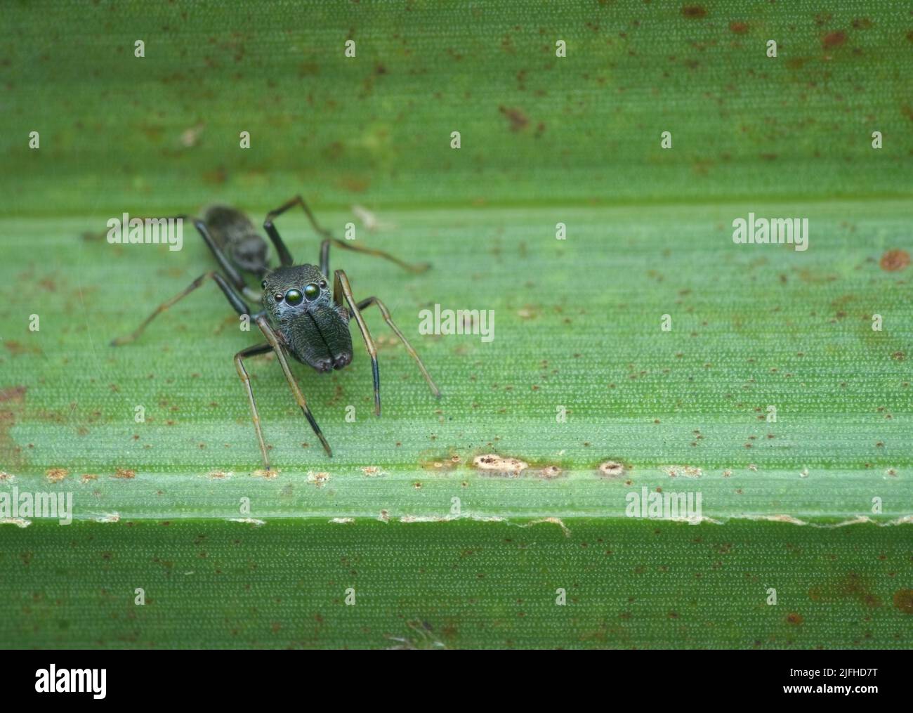 Black ant mimic spider hi-res stock photography and images - Alamy