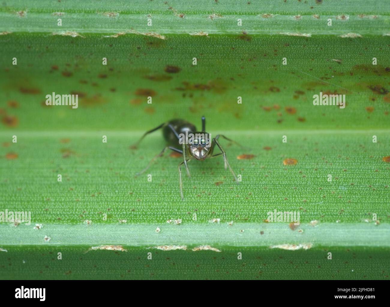 Black ant mimic spider hi-res stock photography and images - Alamy