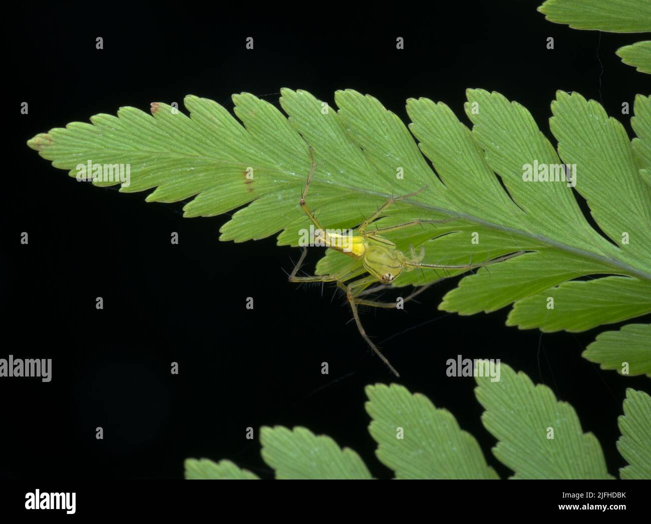 Under the fern hi-res stock photography and images - Alamy
