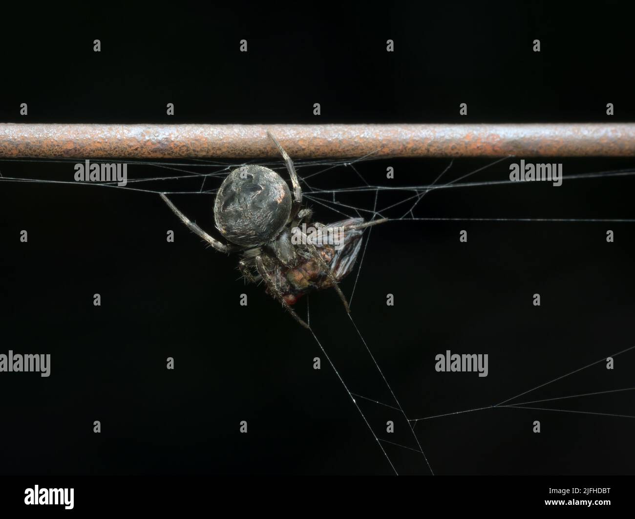 Spider eat fly hi-res stock photography and images - Alamy