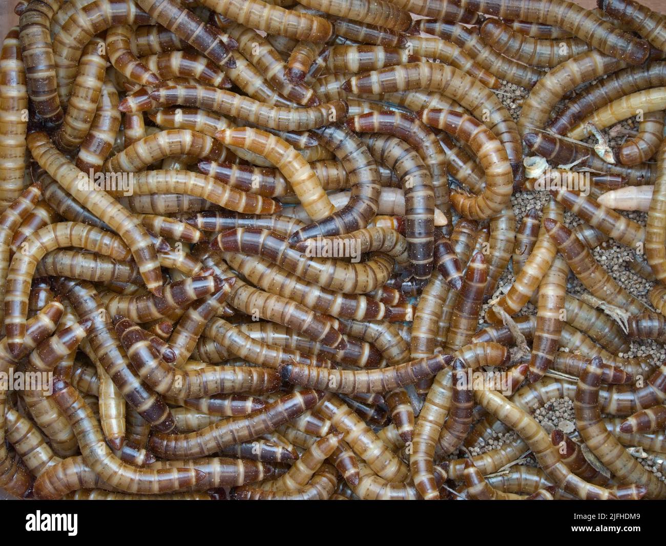 Super worms hi-res stock photography and images - Alamy