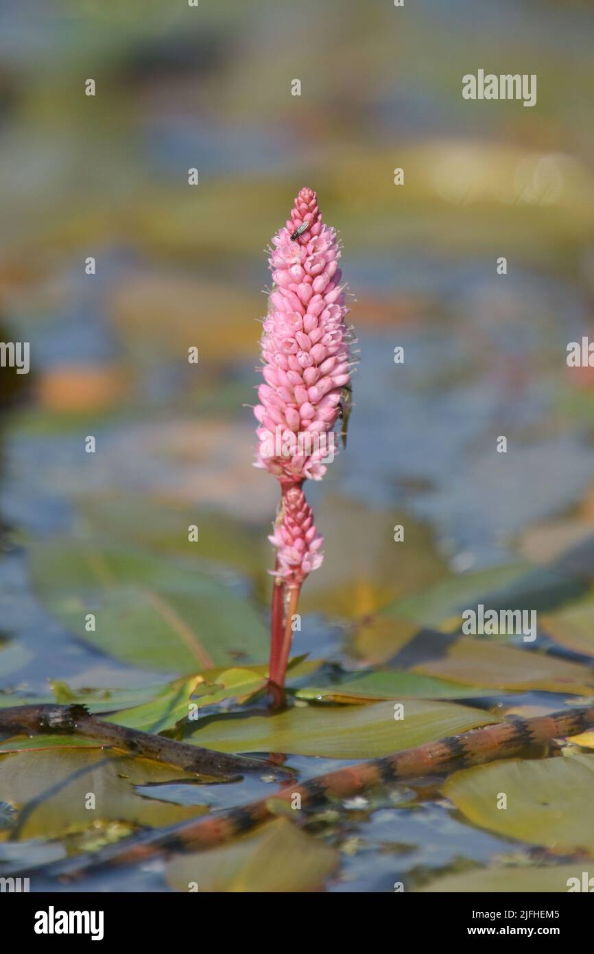 Water bistort (Bistorta officinalis) flower, Pembrokeshire, Wales, UK ...