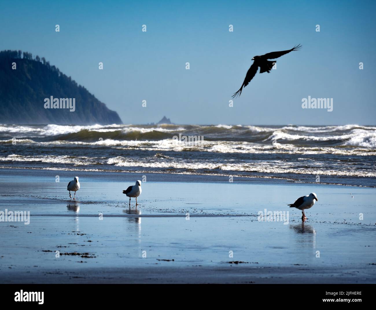 Seagulls flying overhead oregon coast hi-res stock photography and ...