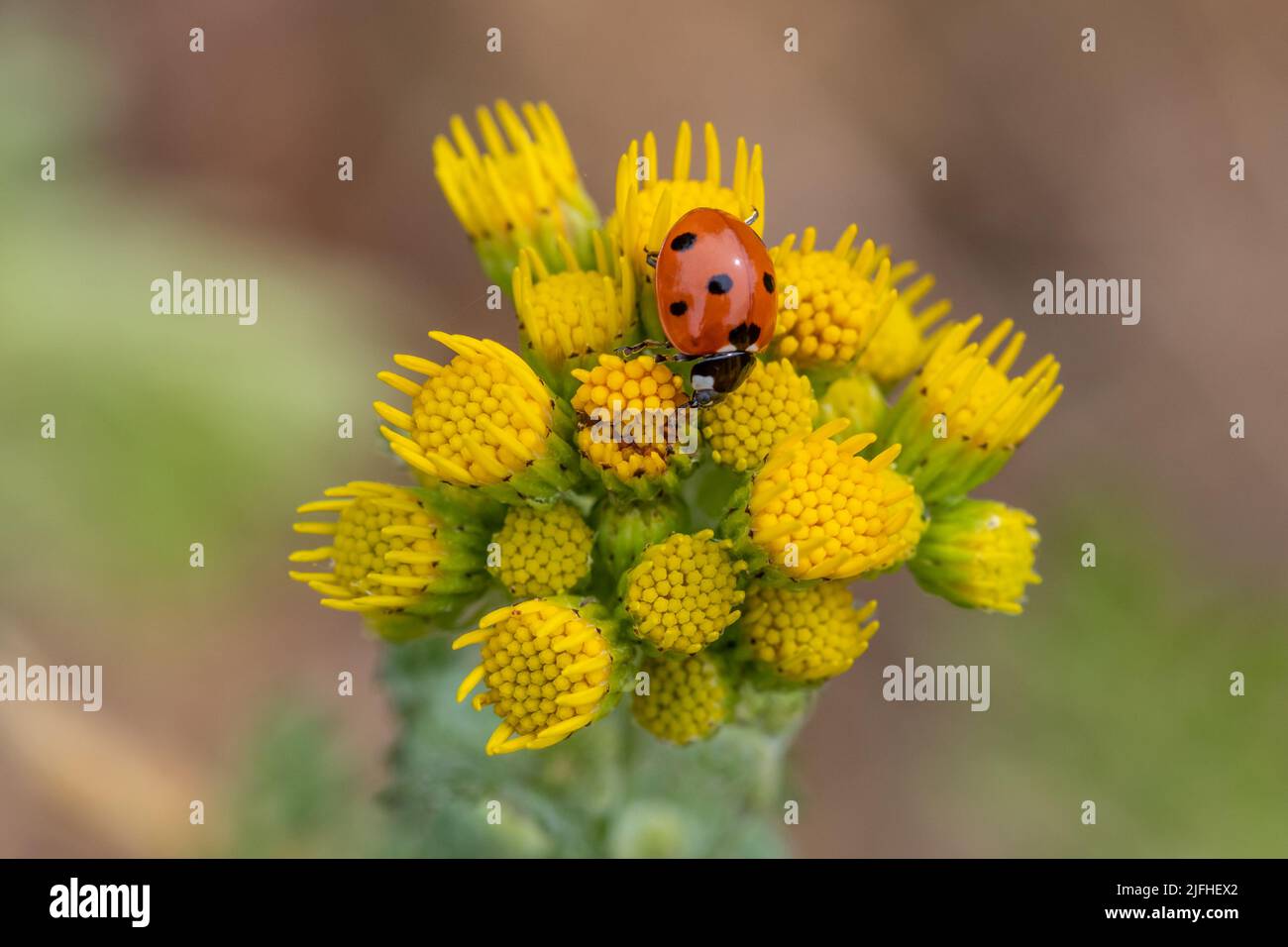 Seven-spot ladybird (Coccinella septempunctata) on ragwort flowers ...