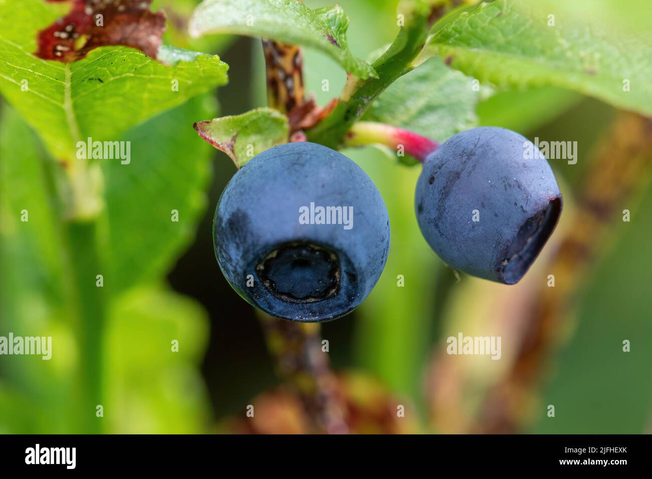 Blue berry plant hi-res stock photography and images - Alamy