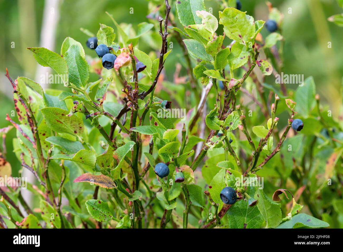 Wild berry plant hi-res stock photography and images - Alamy