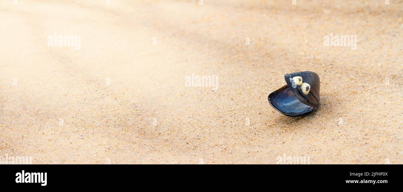 Summer background - shell hell in the form of a funny face on the sand ...