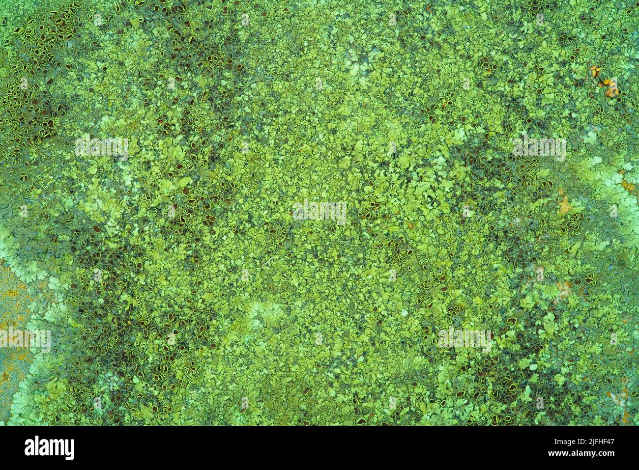 Plants texture seamless high quality Stock Photo - Alamy