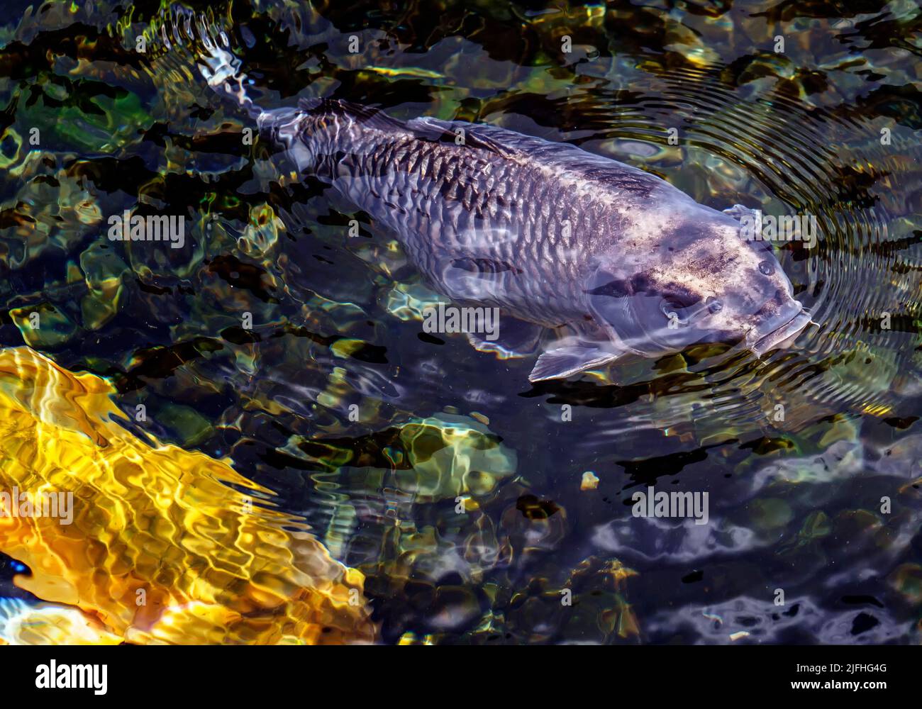 Koi fish in a tropical pool Stock Photo - Alamy