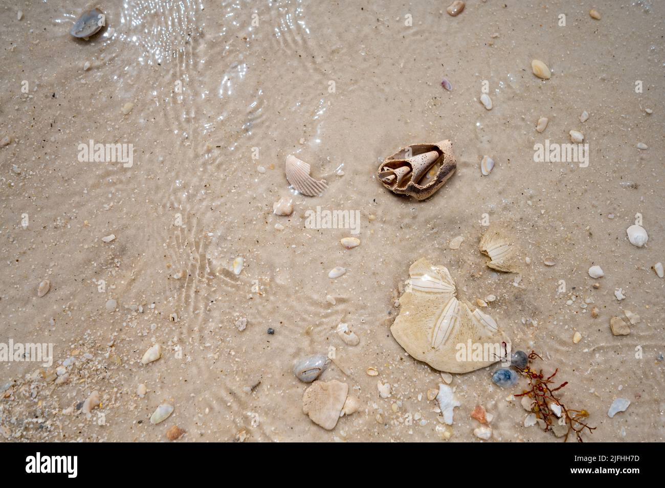 Beach shells sand dollar wave shell island Florida seaweed wallpaper ...