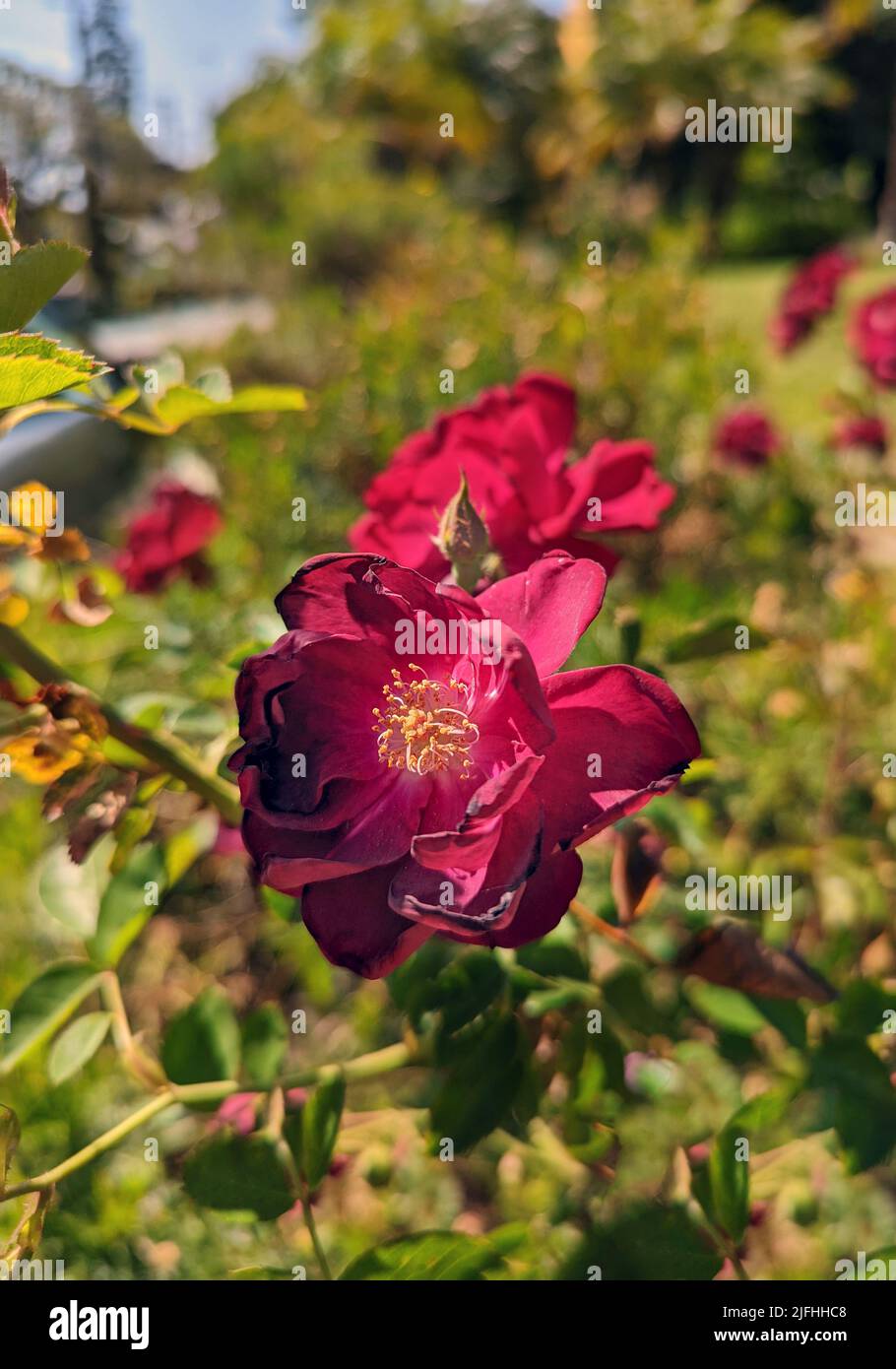 A red Cardinal Hume rose in the garden Stock Photo - Alamy