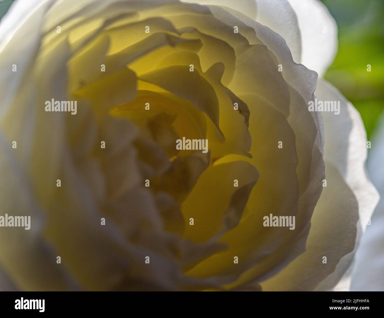 White hybrid tea rose in macro Stock Photo - Alamy