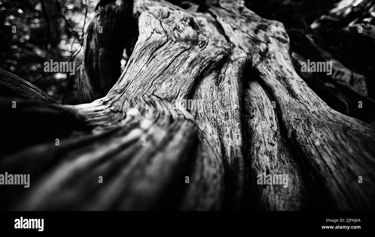 A grayscale shot of the texture of a wood log Stock Photo - Alamy