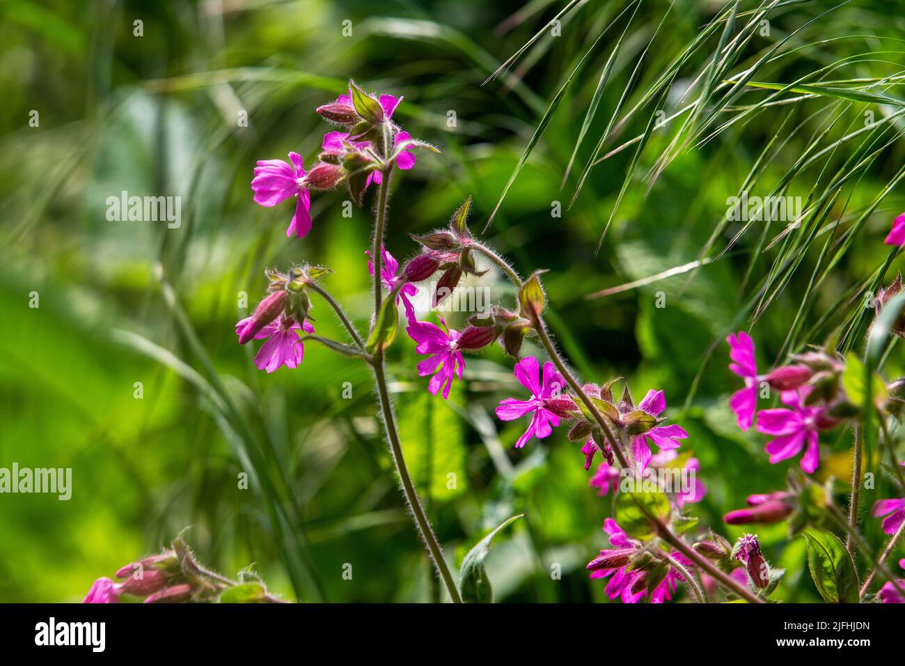 Dischard dioecious hi-res stock photography and images - Alamy