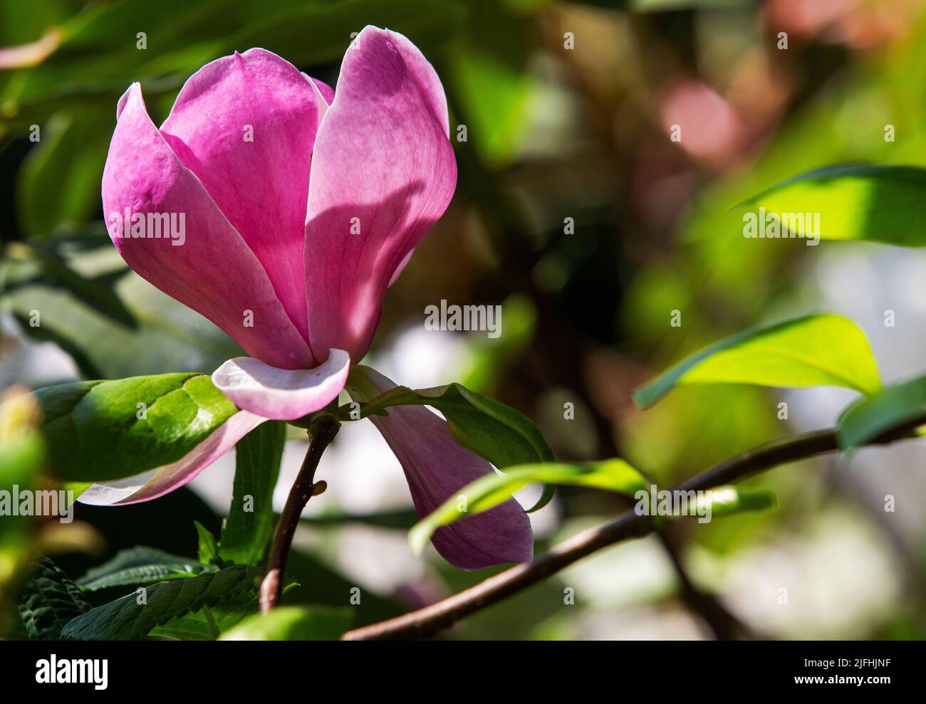 Fantastic Pink Magnolia big flower - beauty of nature- unreal in the ...