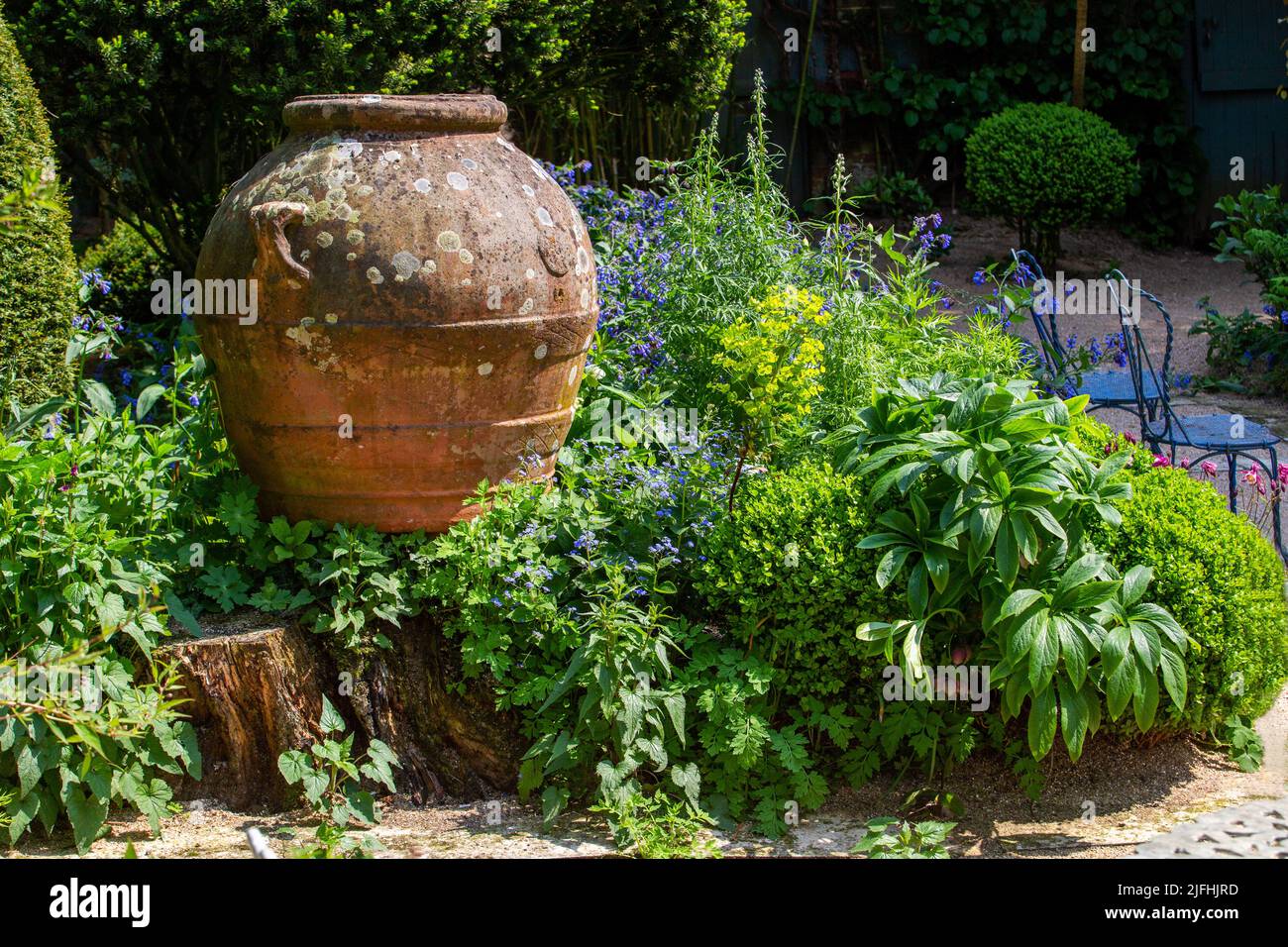 Bupleurum fruticosum hi-res stock photography and images - Alamy