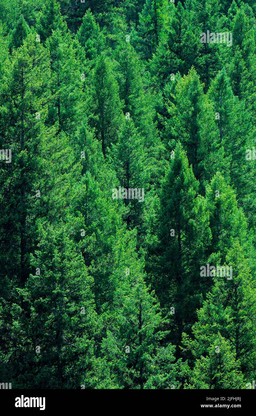 Timber conifer hi-res stock photography and images - Alamy