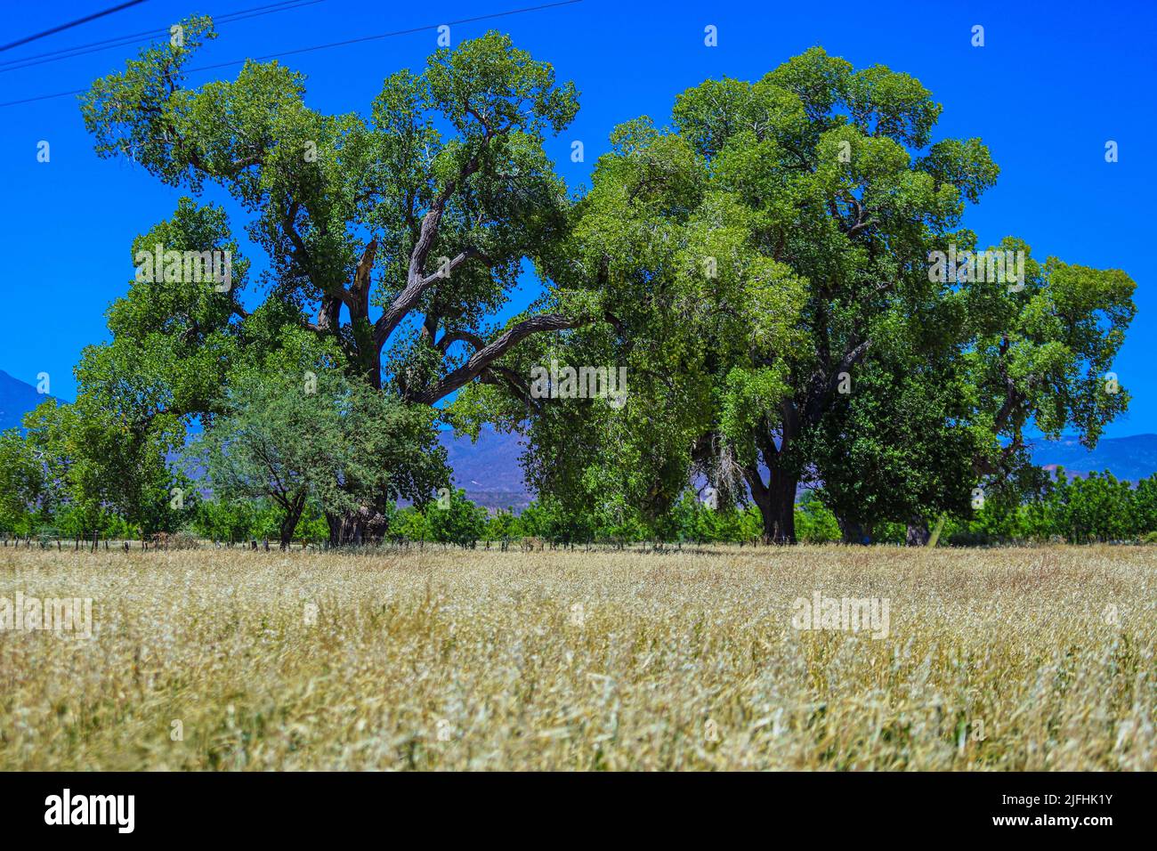 árbol en el campo hi-res stock photography and images - Alamy