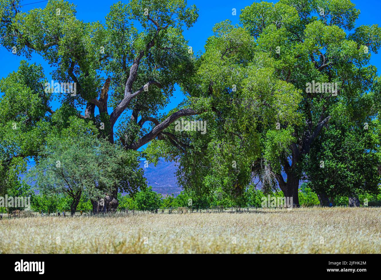 Arbol en el campo hi-res stock photography and images - Alamy