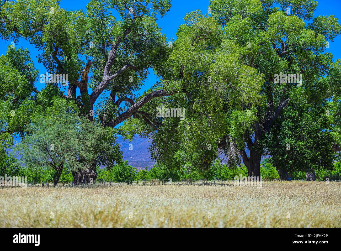 Arbol en el campo hi-res stock photography and images - Alamy
