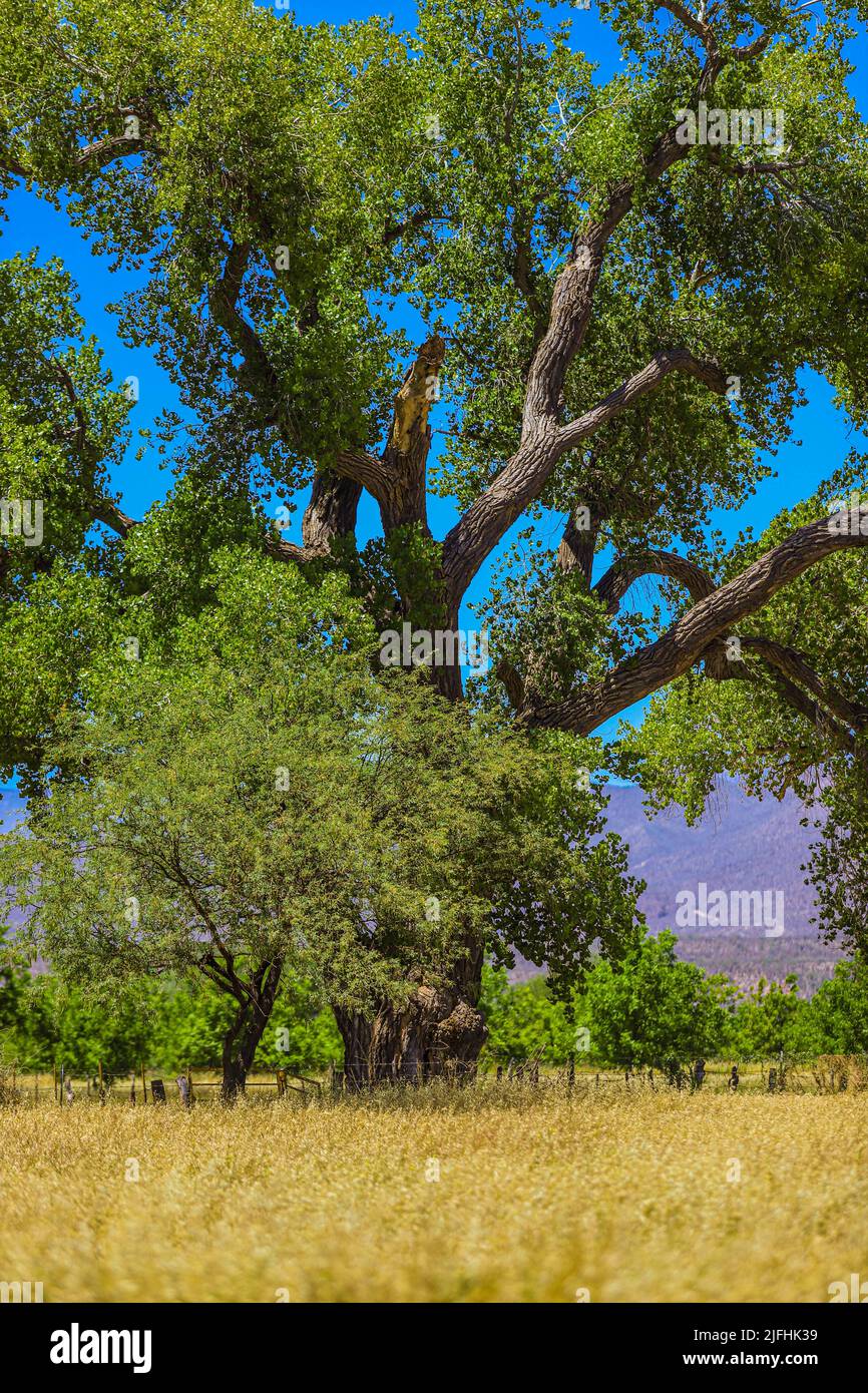 árbol en el campo hi-res stock photography and images - Alamy
