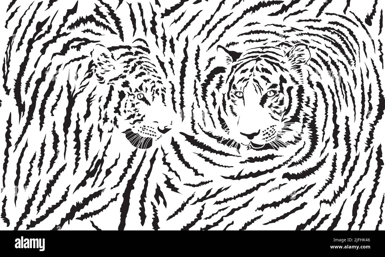 Two Tigers Head To Head