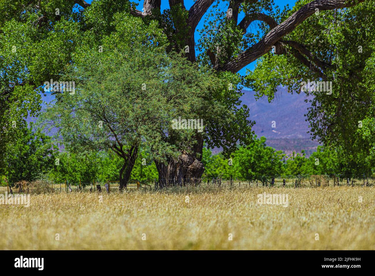 Alamo tree in agricultural field in the municipality of Aconchi, Sonora ...