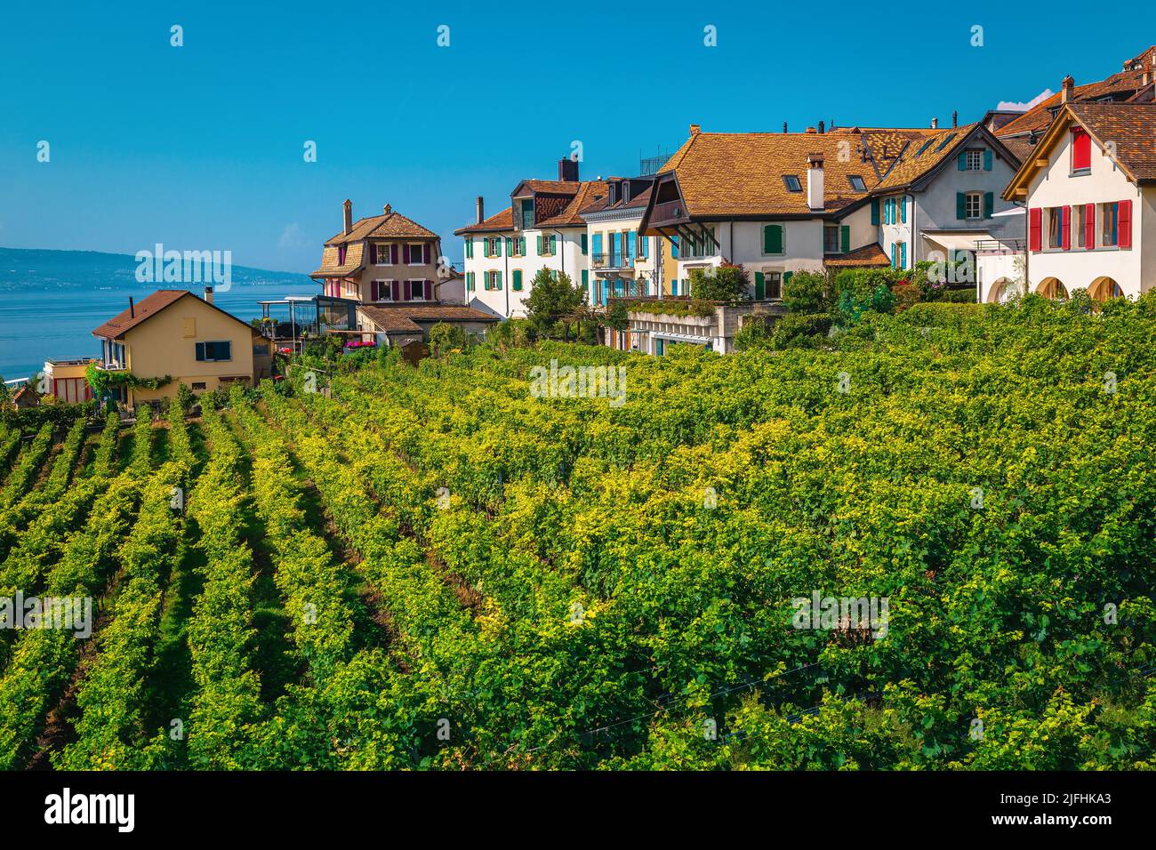 Beautiful orderly terraced vineyard and Lake Geneva in background ...