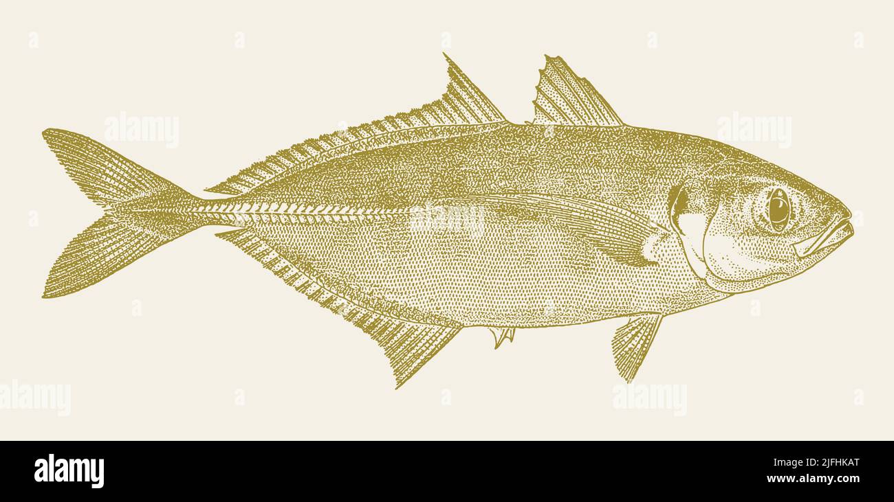 Yellowtail scad atule mate, inshore marine fish in side view Stock ...