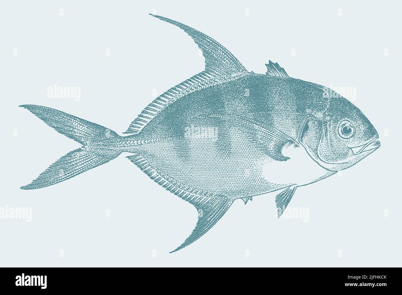 Blue trevally carangoides ferdau, marine food fish in side view Stock ...